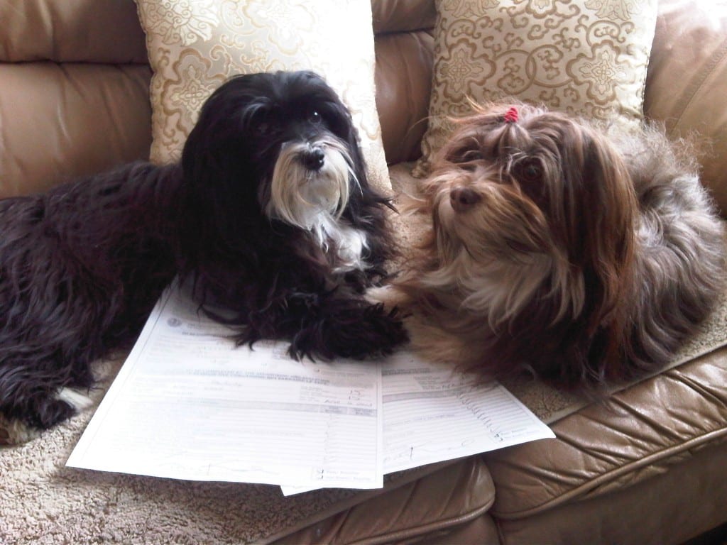 Congratulations to our Newest CKC Canine Good Neighbours - When Hounds ...