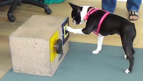 - When Hounds Fly Dog Training