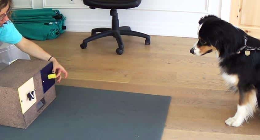 - When Hounds Fly Dog Training