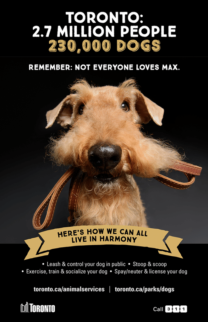 Dog Training Toronto - When Hounds Fly Dog Training