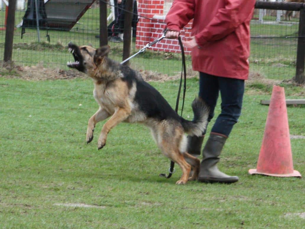 Reactive Dog / Fearful Dog Problems - When Hounds Fly Dog Training