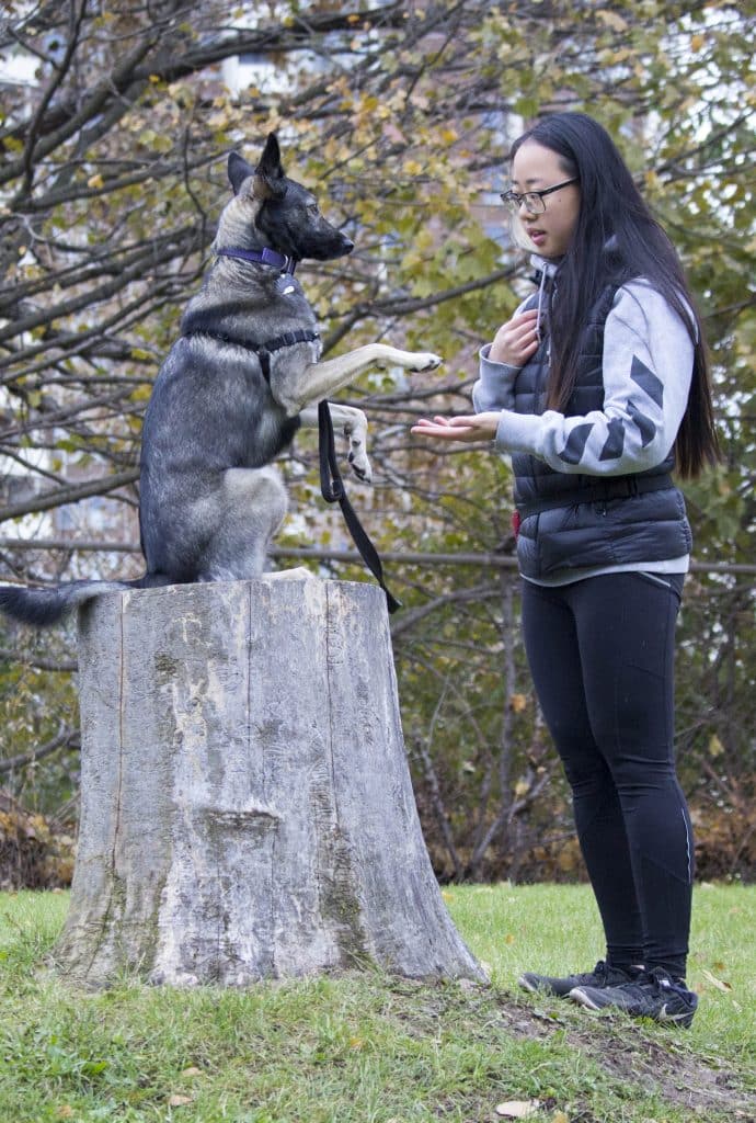 Stephanie Tran - When Hounds Fly Dog Training