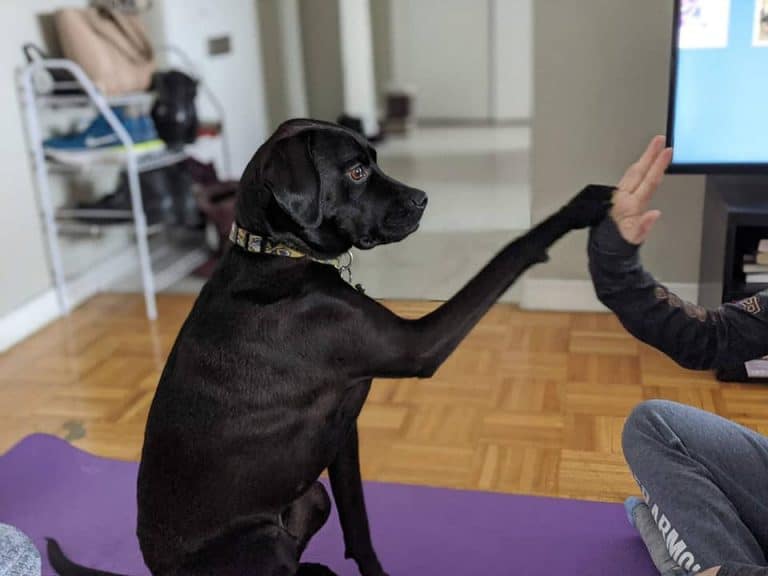 My Dog is Bored and is Driving Me Crazy - Enrichment During Social ...