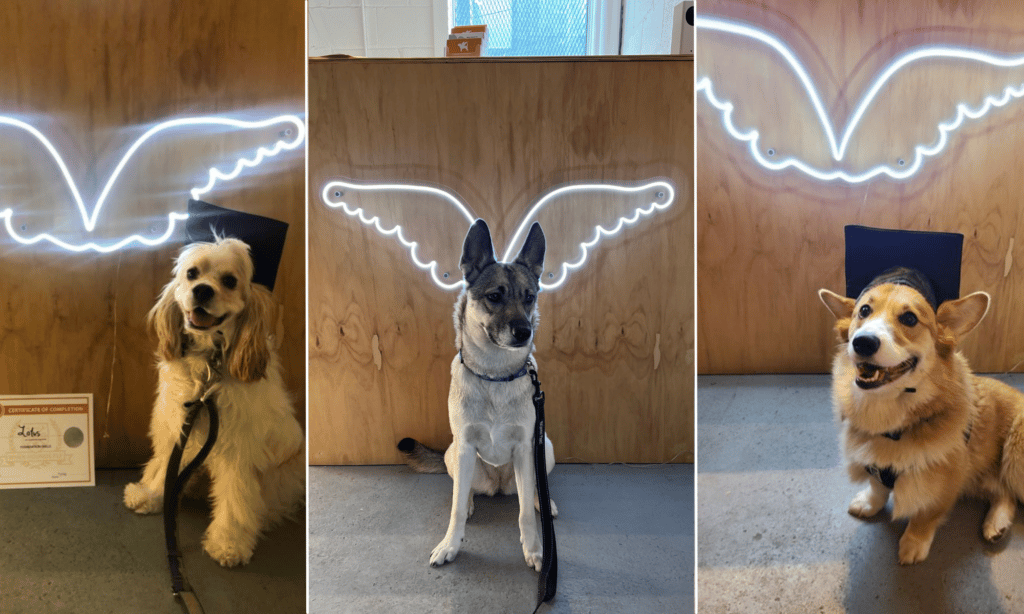 Dog Training Toronto - When Hounds Fly Dog Training