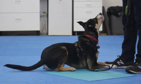 Dog Training Toronto - When Hounds Fly