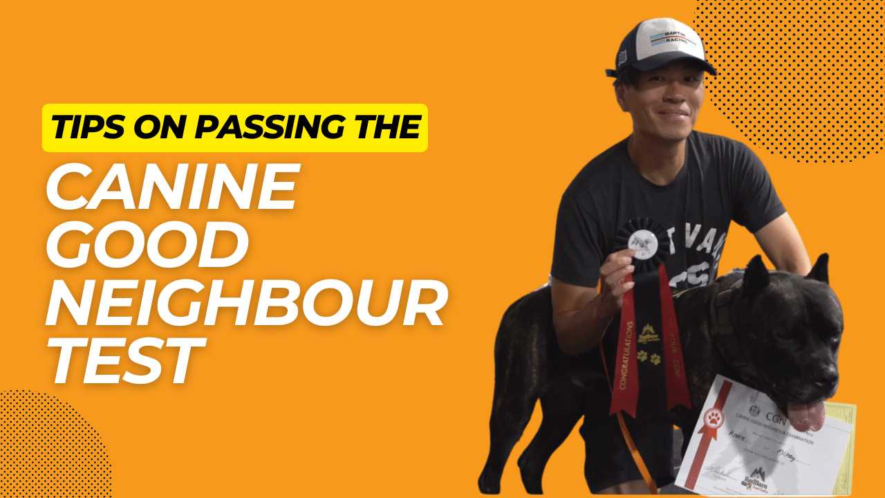 Tips to Pass the Canine Good Neighbour Test - When Hounds Fly Dog Training