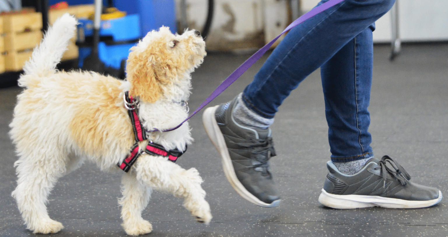 Dog Training Toronto - When Hounds Fly
